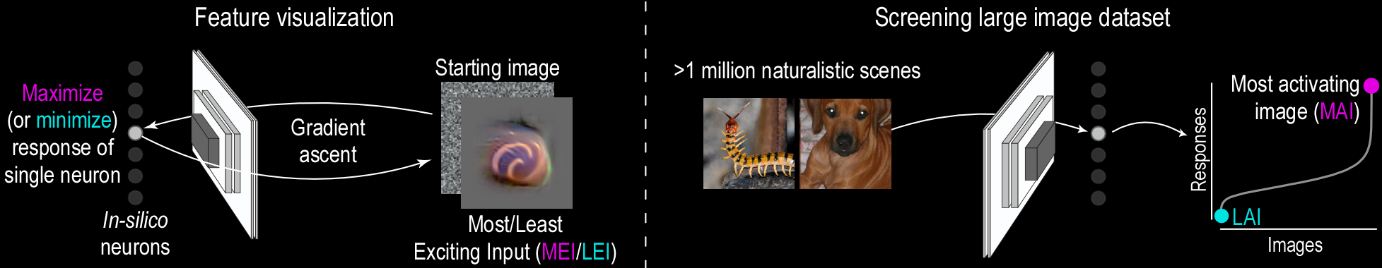 Dual-feature selectivity enables bidirectional coding in visual cortical neurons